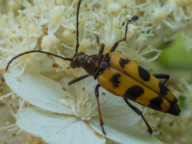 コヨツスジハナカミキリ – カミキリムシの風景 Longhorn Beetles in Nature