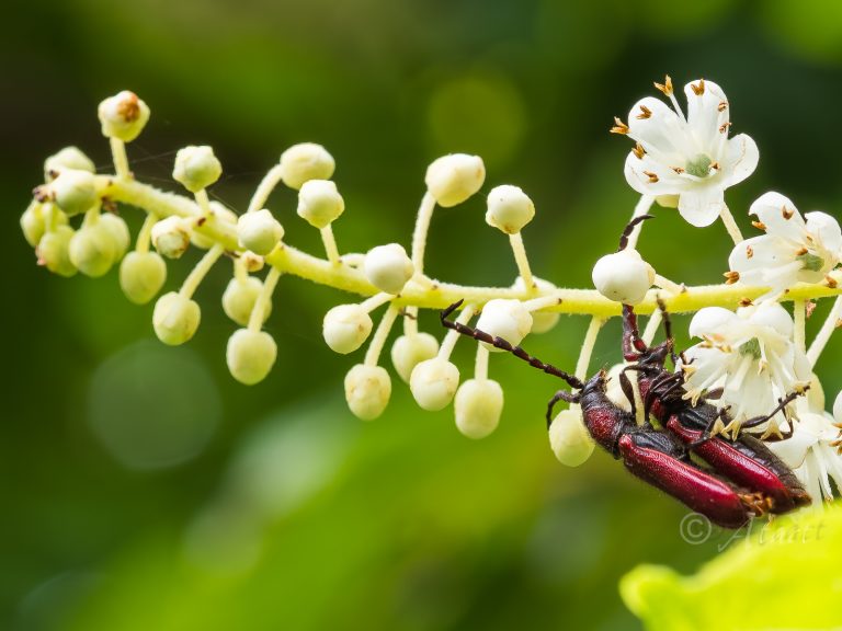 クスベニカミキリ – Longhorn Beetles in the Landscape