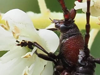 クスベニカミキリ Pyrestes nipponicus Hayashi, 1987 ｜ Longhorn Beetles in the ...