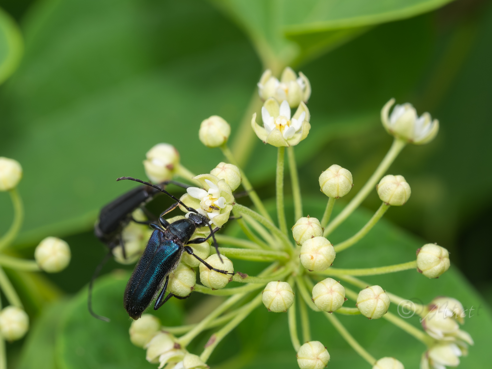 ルリハナカミキリ – Longhorn Beetles in the Landscape