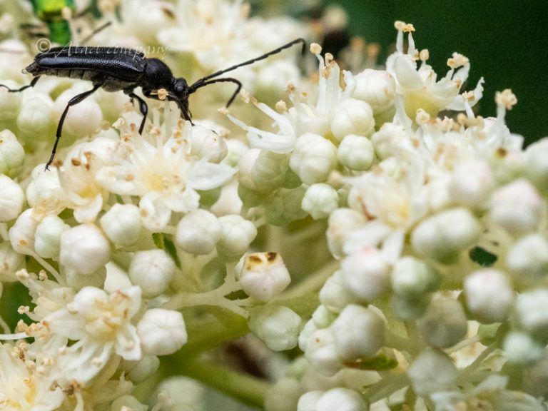 ミヤマクロハナカミキリ – Longhorn Beetles in the Landscape