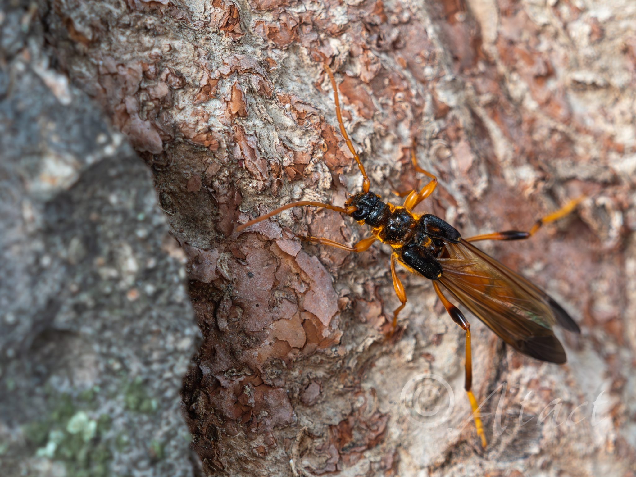ホソコバネカミキリ亜科 Necydalinae – カミキリムシの風景 Longhorn Beetles in Nature