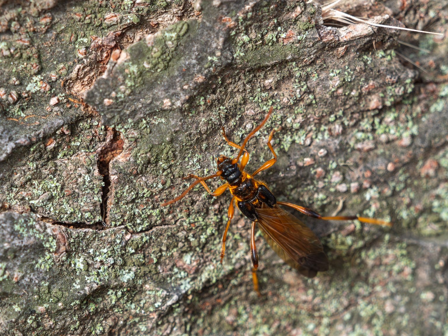 Necydalis-gigantea-gigantea-Kano-1933 – Longhorn Beetles in the Landscape