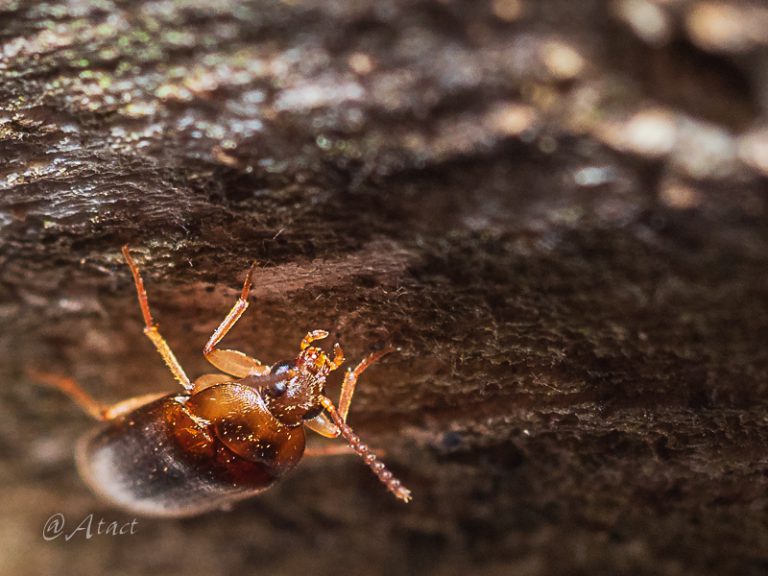 「キノコムシダマシ科 Tetratomidae」の記事一覧 ｜ Insects in the Landscape presented by ...