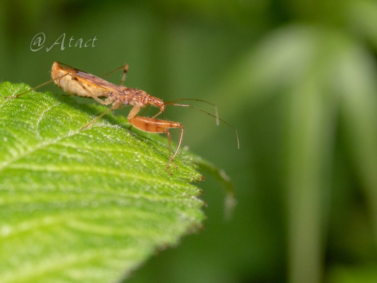 アカマキバサシガメ – Insects in the Landscape