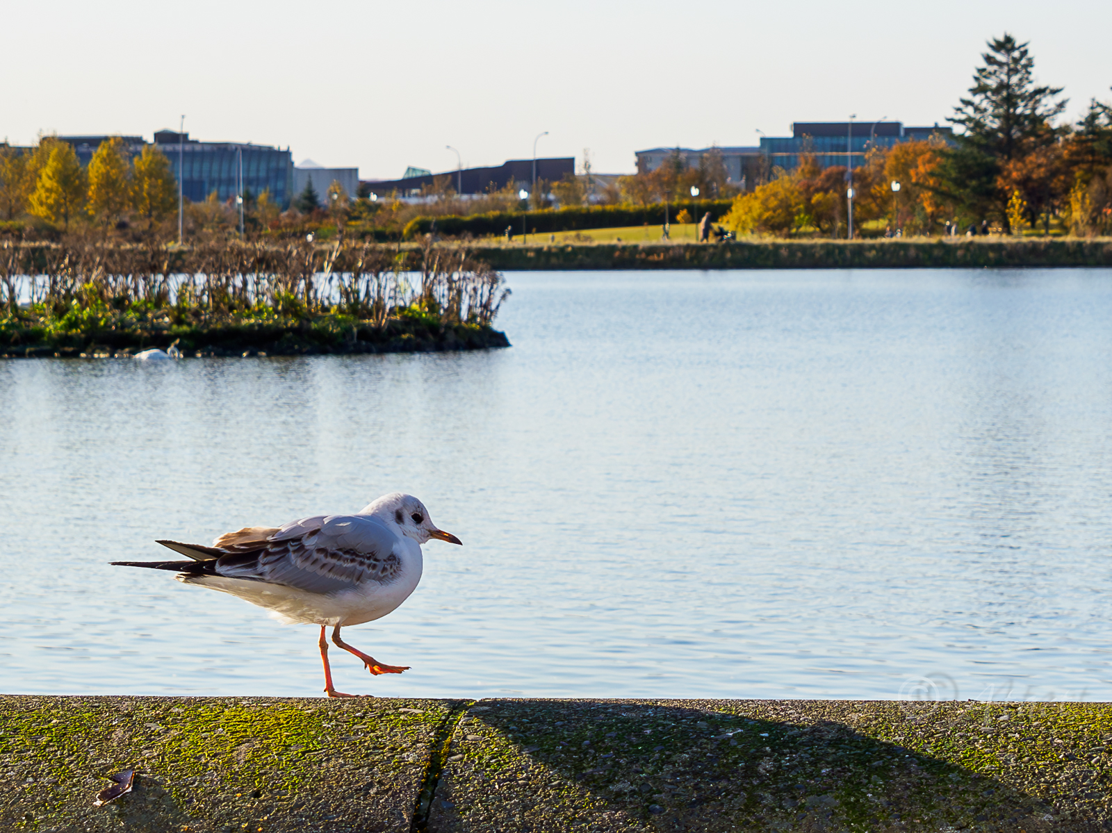 Reykjavik-Bird – Scenes that Caught My Eye 日々の透視図 Office Atact